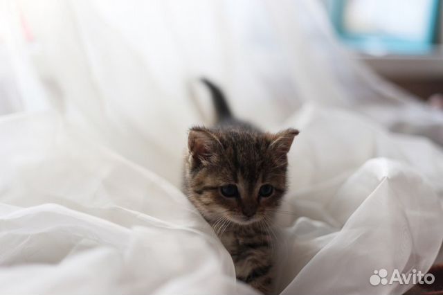 Чистокровный полосатик в добрые руки