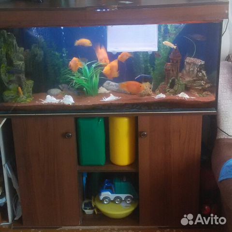 Краб пресноводный