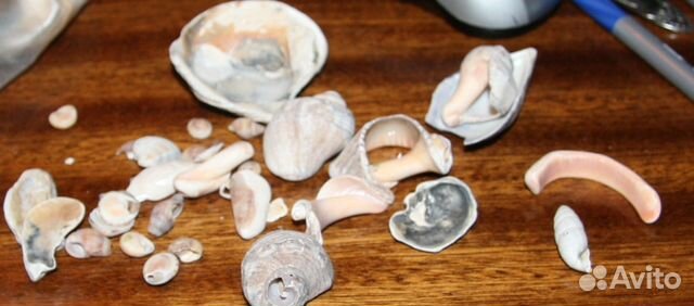 Ракушки в аквариум