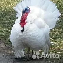 Инкубационное яйцо индейки белой широкогрудой