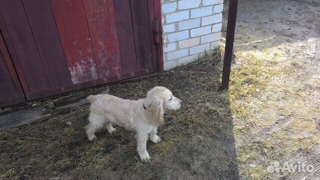 Пропала Собака