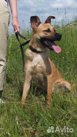 Ищет дом средняя собака Тина