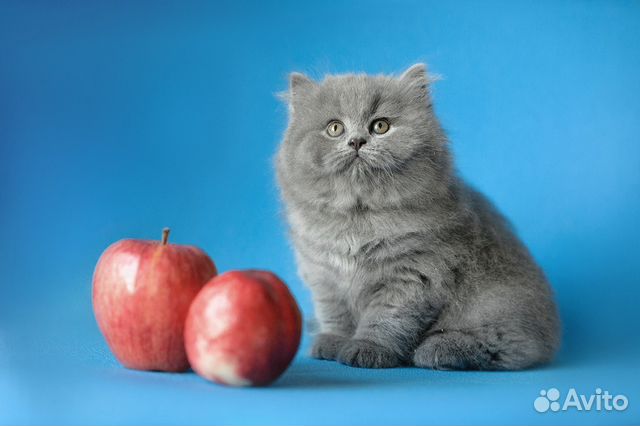 Британские котенок (мальчик) Грендель