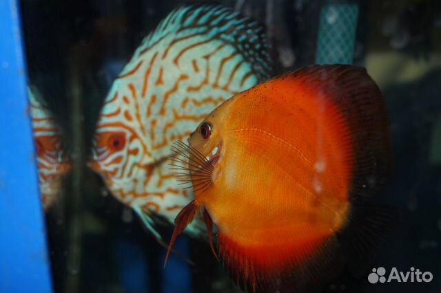 Дискусы-короли пресноводных аквариумов