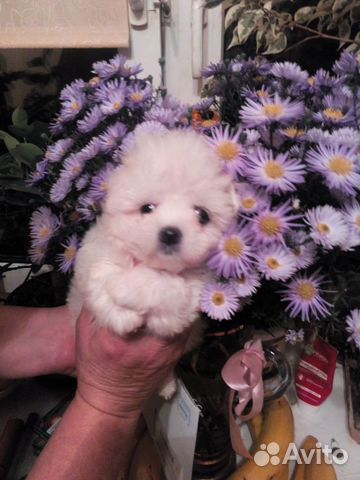 Шикарный мальчик мальтезе