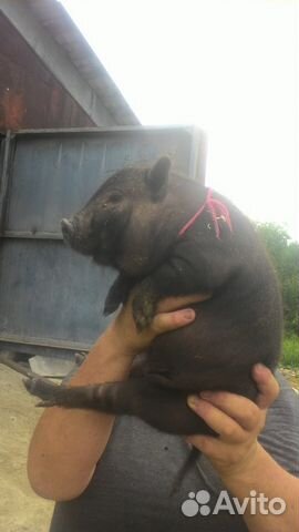 Поросята вьетнамские вислобрюхие. Взрослые свиньи