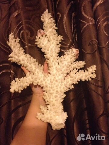 Коралл природный