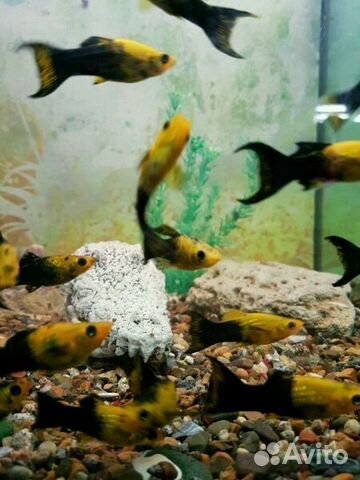 Аквариумная рыбка-Моллинезия лирахвост черножелтая