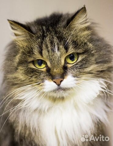 Кому пушистую красотку подружку