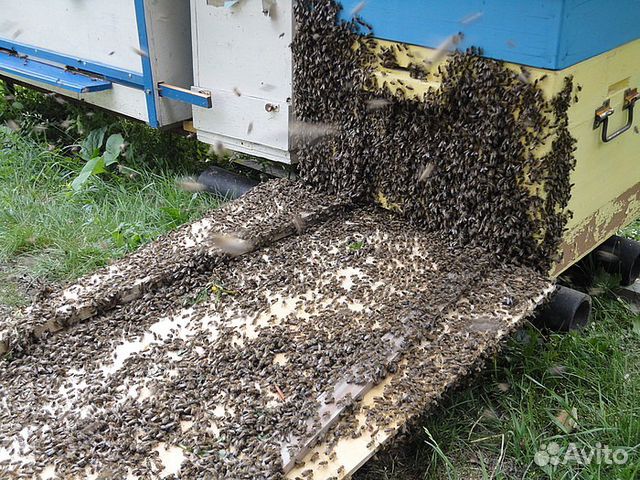 Пчёлы спокойные, трудолюбивые