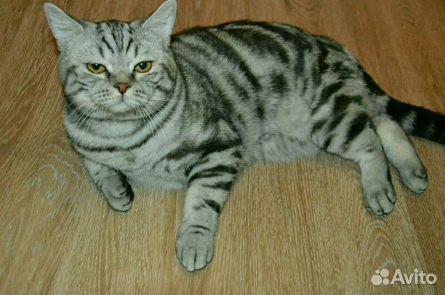 Вязка с котом