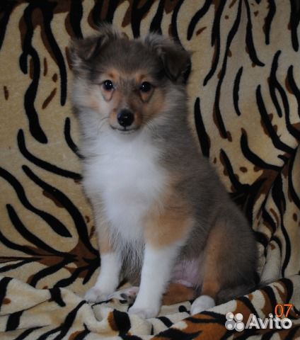 Маленькие колли шелти