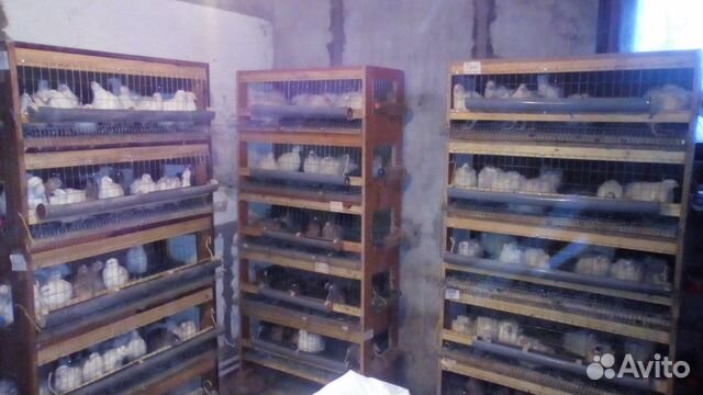 Молодушки перепелочки всех возрастов