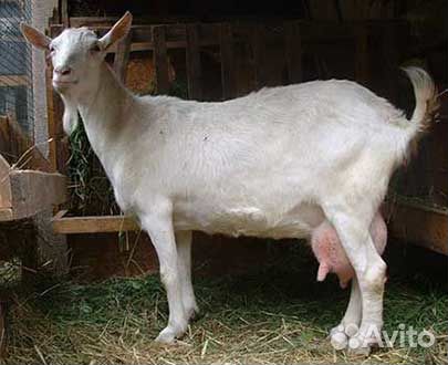 Зааненская Коза