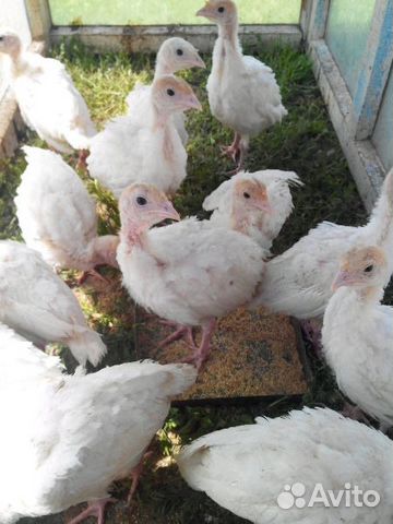 Индюшата месячные