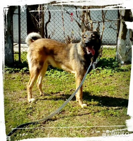 Любвеобильный щенок ждет добрую хозяйку