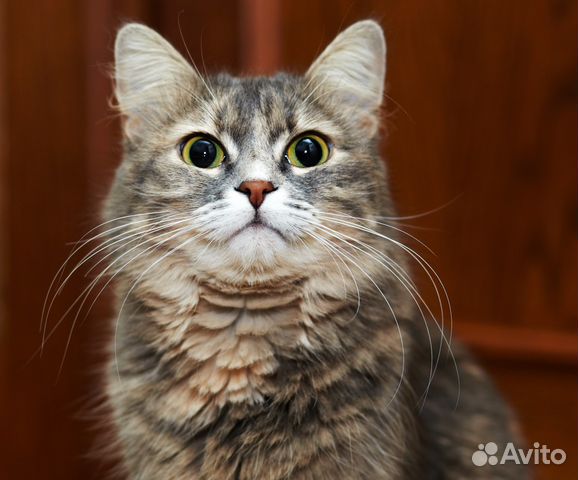 Кошка Даша ищет дом