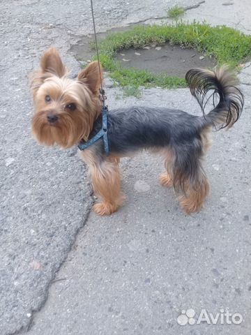 Йоркширский терьер мини приглашает на вязку