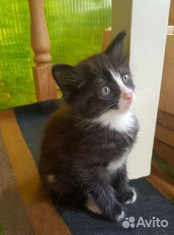 Пушистые, озорные котята в хорошие руки