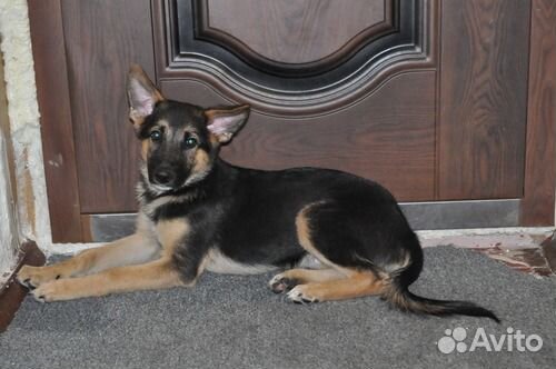 Сука, метис овчарки, 9 мес., Лайма, стерилизована