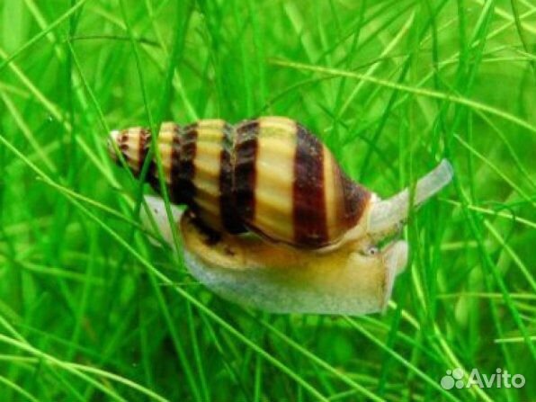 Улитки Хелены