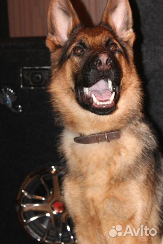 Щенки немецкой овчарки