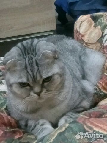 Кот Шотландская вислоухая