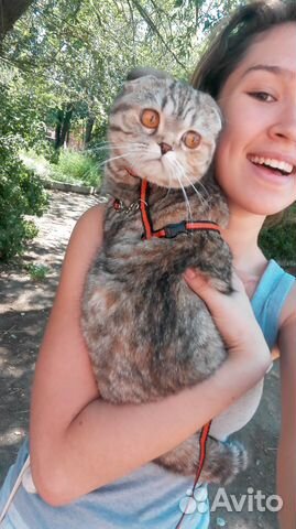 Шикарные мартовские шотланские коты