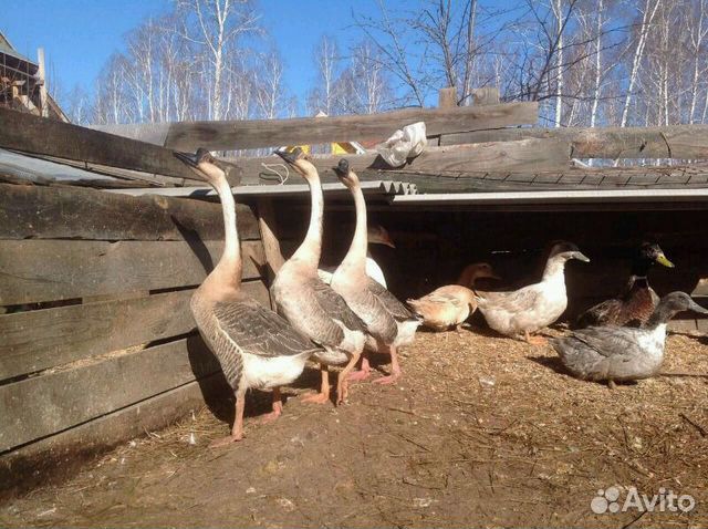 Породные китайские гуси.Утка уэльский арлекин