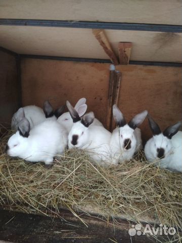 Кролики калифорнийцы