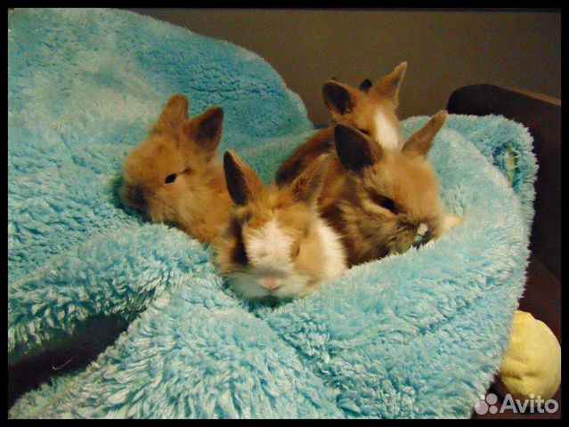 Кролики мальчики, кролики девочки