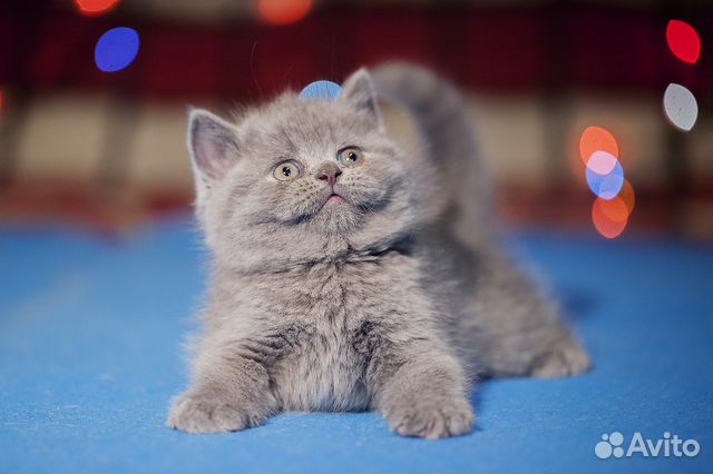 Британский королевский котенок Мурзий
