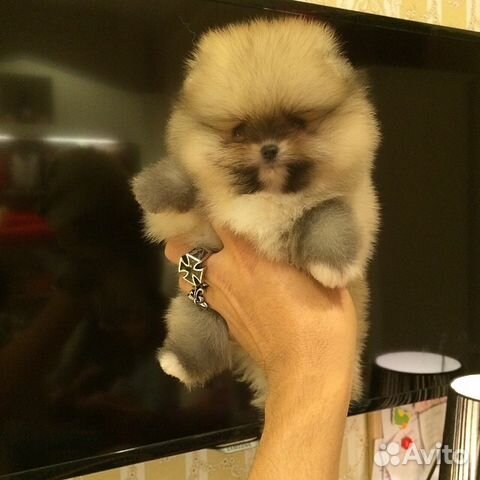 Шпиц померанский супер-мини лапочки
