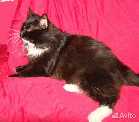 Пушистик Марфа - роскошная кошка в любящие руки