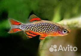 Аквариумная рыбка Микрорасбора Галактика