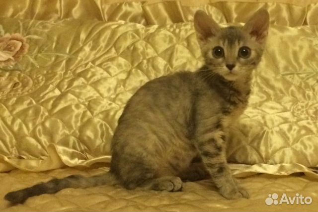 Муррмиладка) Неаллергенная Впустите Счастье в дом)