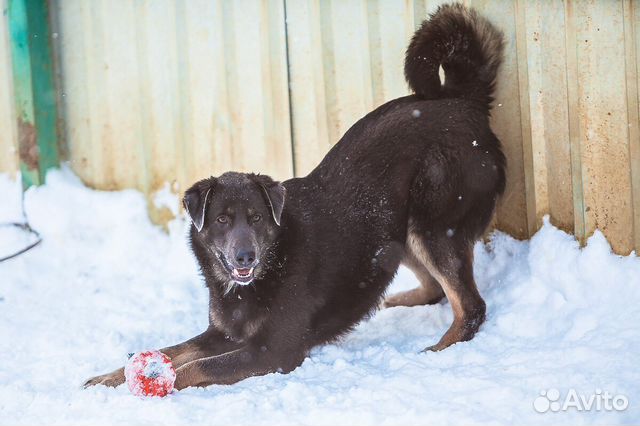 Щенок бесплатно