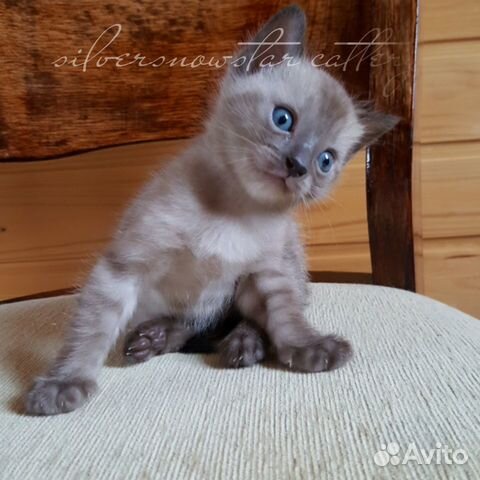 Бенгальские котята снежки серебра