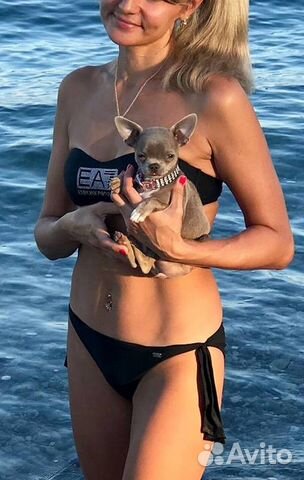 Чихуа Лиловая Русалка для состоятельной Дамы