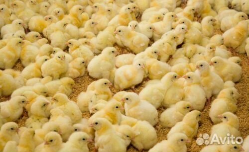 Цыплята 7-8 дневные