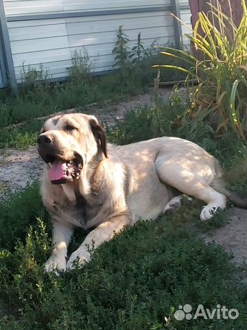 Нужен жених