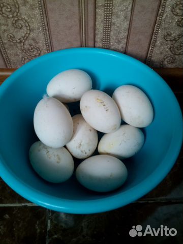 Инкубационное гусиное яйцо