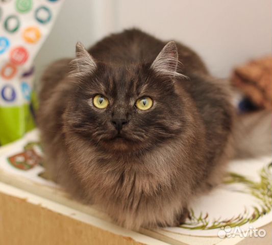 Пристраивается кот Трюфель