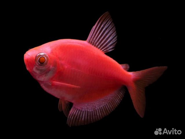 Тернеция GloFish флуоресцентная