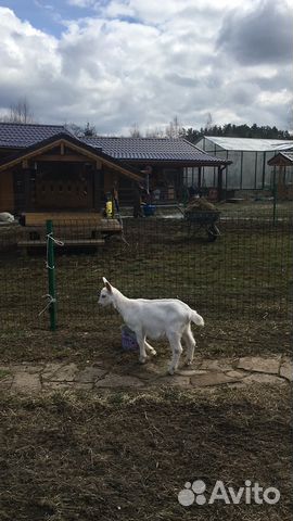 Продам 100 зааненскую козочку