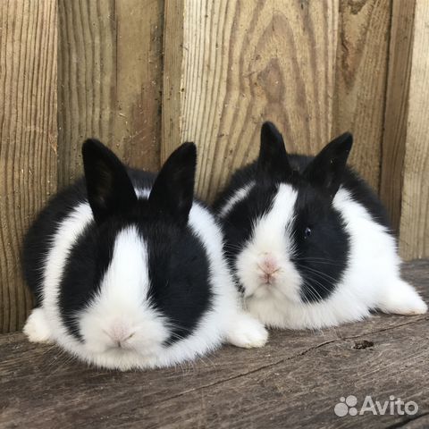 Голландские кролики