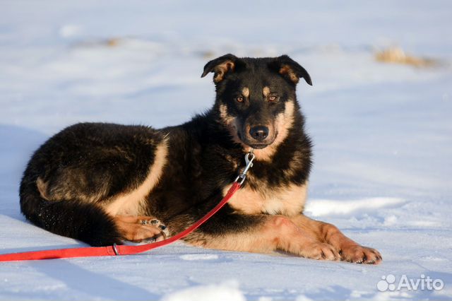 Зефир ищет дом