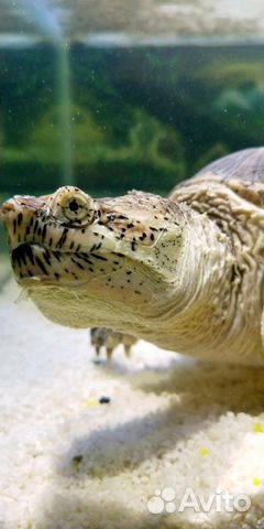 Каймановая черепаха