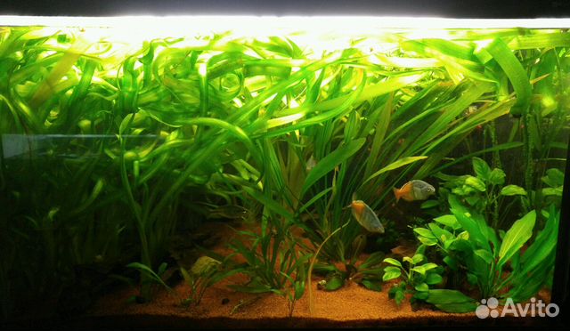 Продаю аквариум акваплюс Про 170 с тумбой