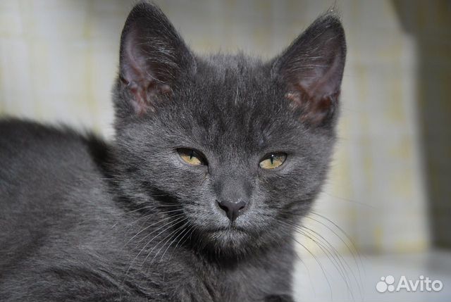 Котенок девочка ищет дом